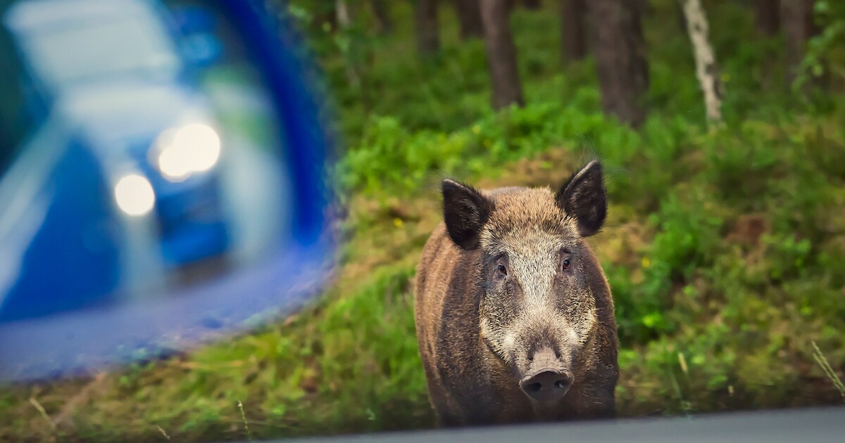 Animaux dans la circulation : qui supporte les coûts si vous percutez ...