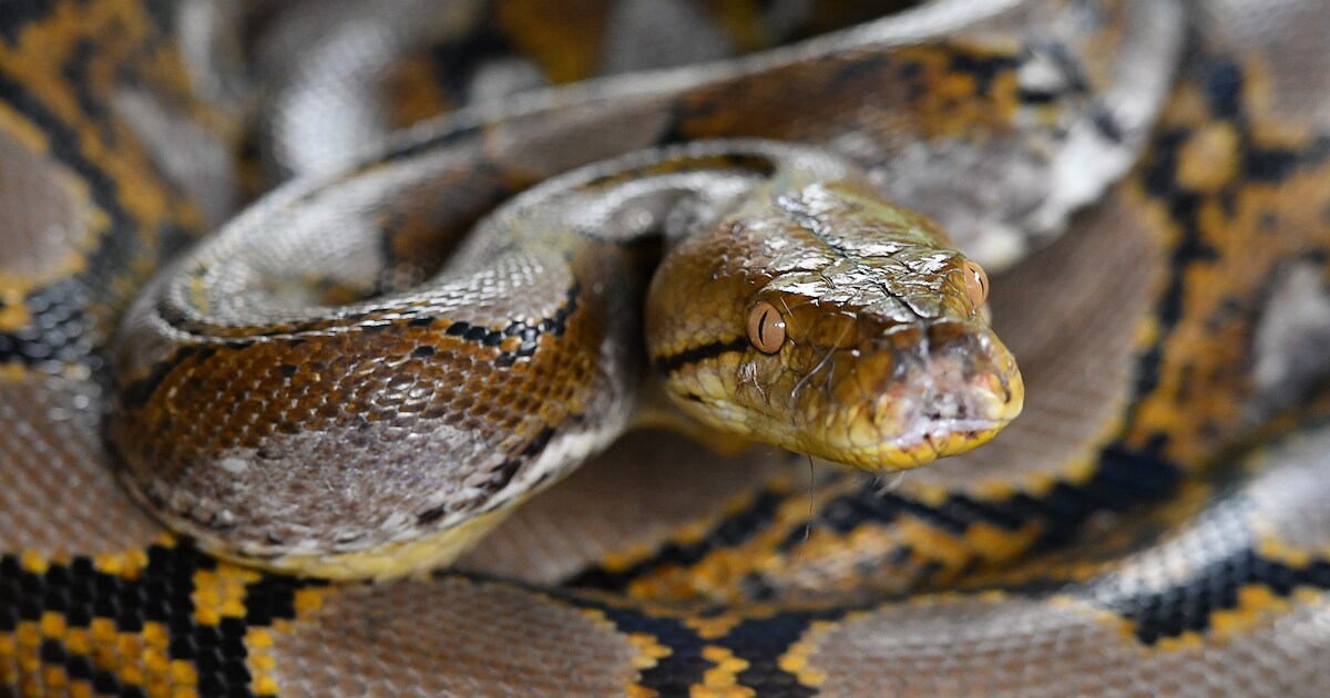 Un enfant tombe sur un... python dans une forêt française | 7sur7.be