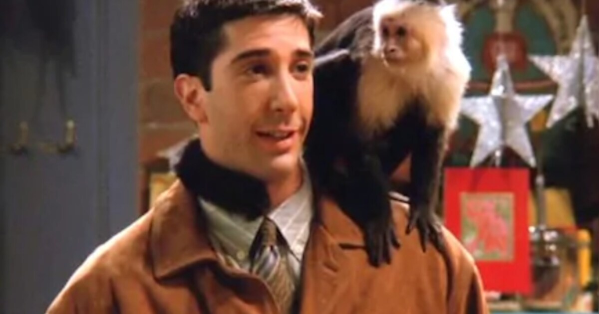 Marcel, le singe de Ross dans Friends, décroche un nouveau rôle | 7sur7.be