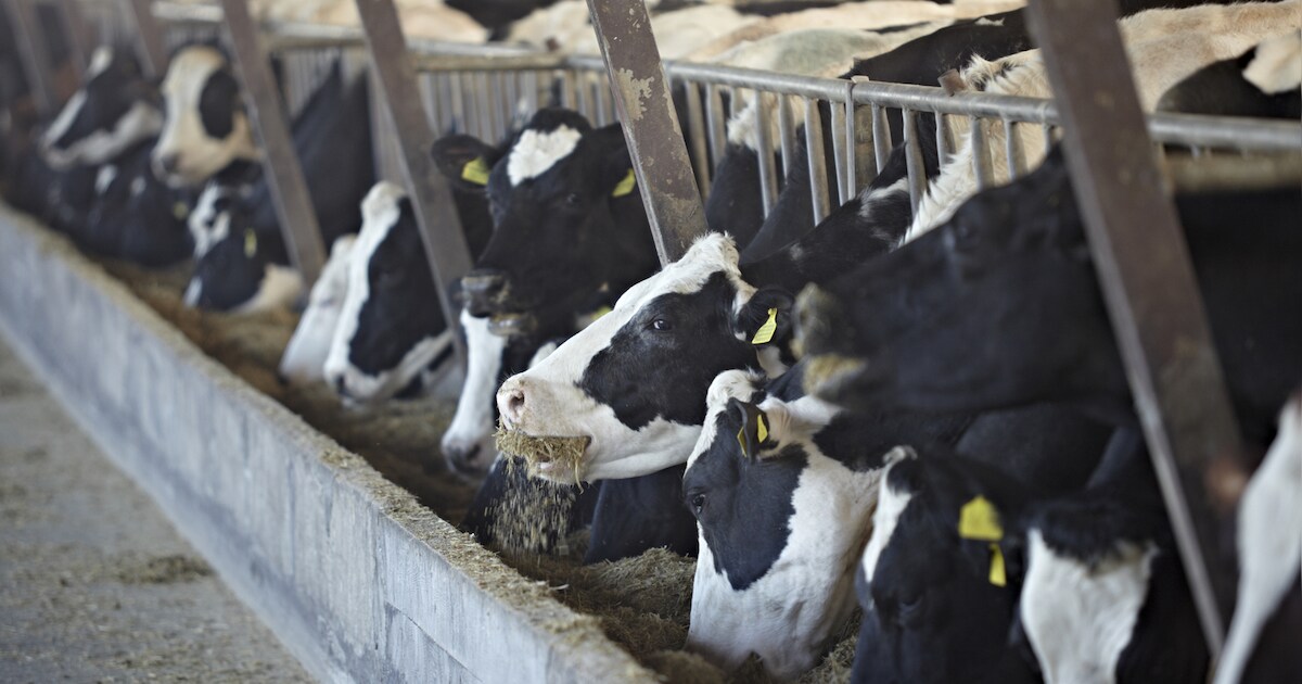 Un agriculteur blessé par un "tue-bestiaux", son frère privé de liberté ...