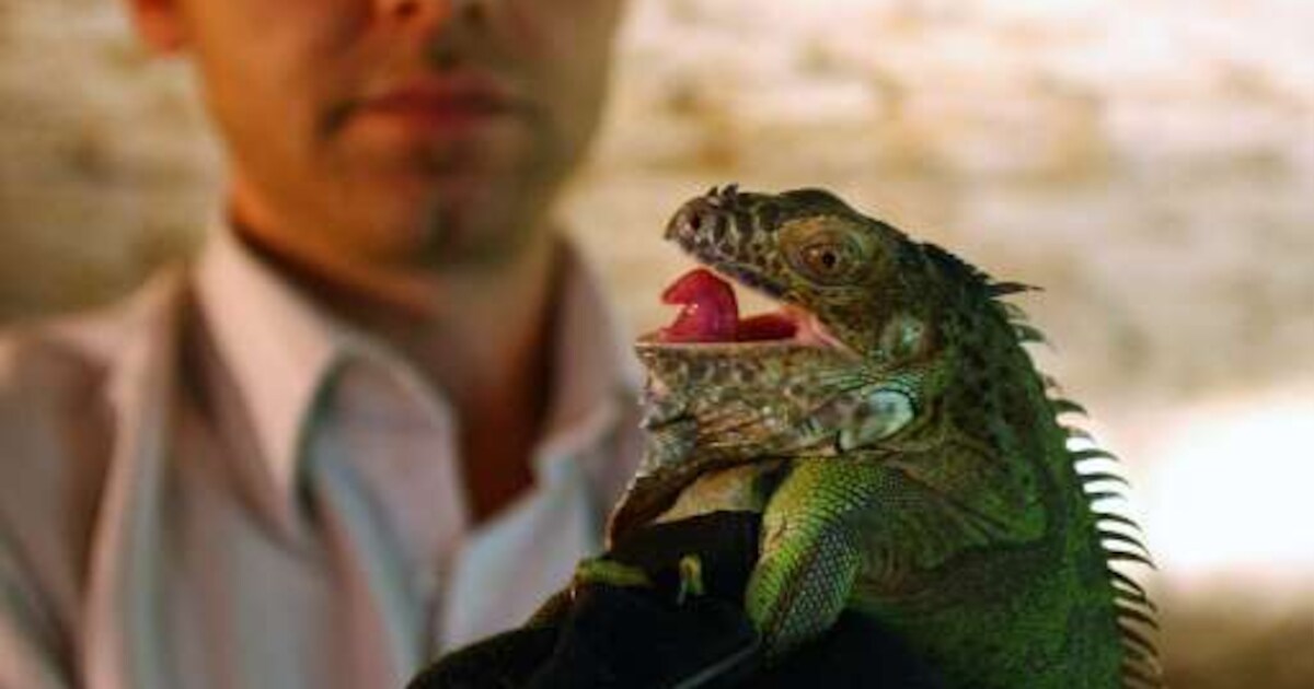 Le Parc Paradisio envahi par les animaux exotiques saisis | Belgique ...