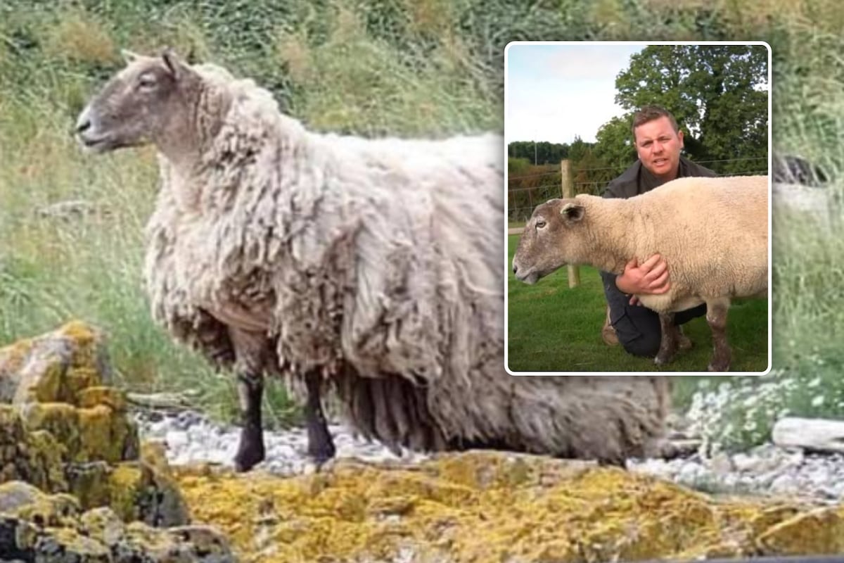 Elle revient de (très) loin: la “brebis la plus solitaire au monde ...