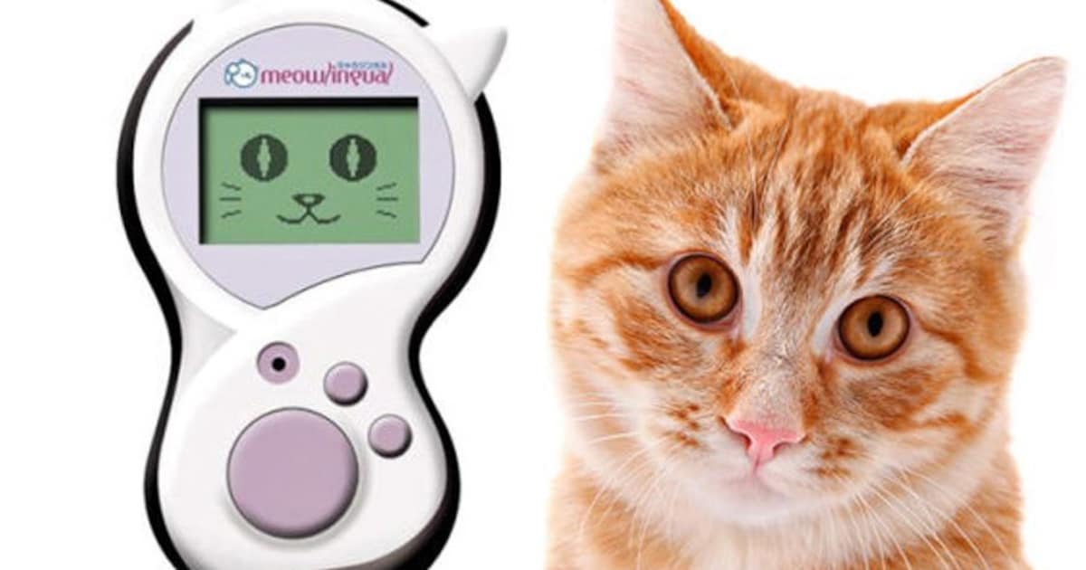 Un appareil pour discuter avec son chat | 7sur7.be