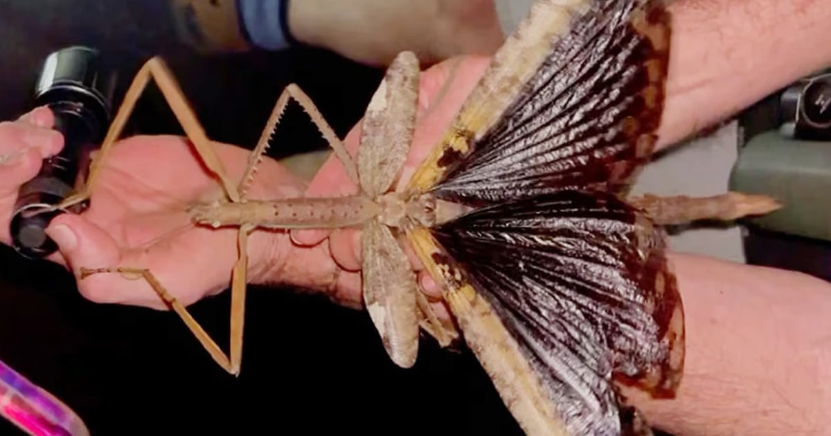 Une nouvelle espèce de phasme découverte en Australie: “L’insecte le ...