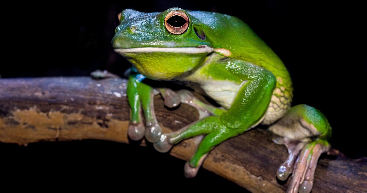 La rainette verte se reproduit à nouveau en Wallonie, quatre décennies ...