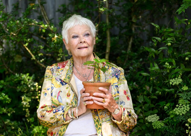 “Je peux encore réciter Shakespeare”: Judi Dench face au déclin de sa ...