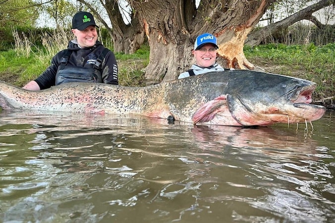 Un silure de 2,4 mètres pêché dans la Meuse: comment cette espèce ...