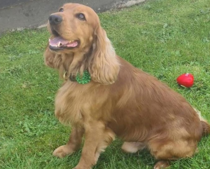 Une prison britannique “libère” un chien après un tollé national | 7sur7.be