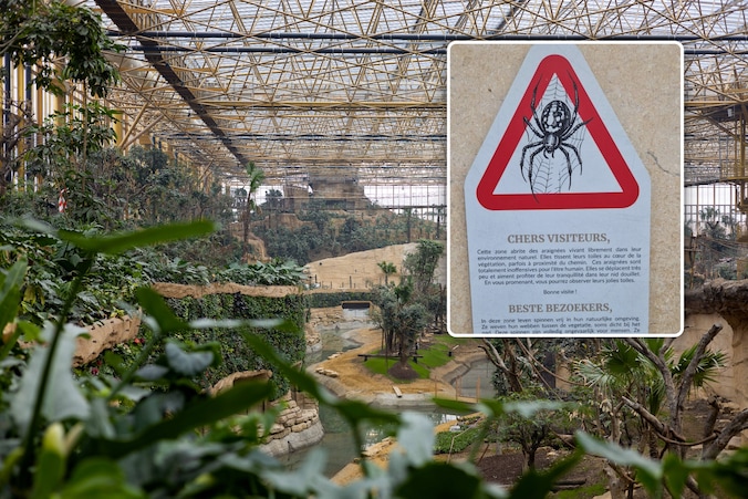 La nouvelle serre de Pairi Daiza met en garde contre les araignées ...