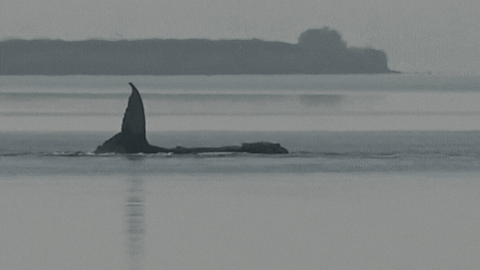 L’Allemagne apporte des précisions sur la mort de la baleine Timmy ...