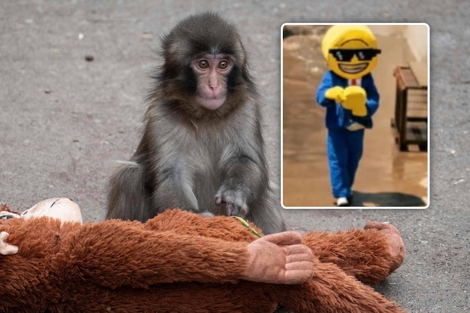 Deux Américains arrêtés après s’être introduits dans l’enclos du singe ...