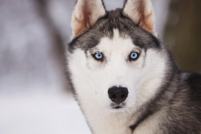 L'horreur en France: un bébé de 5 jours tué par le chien de sa grand ...