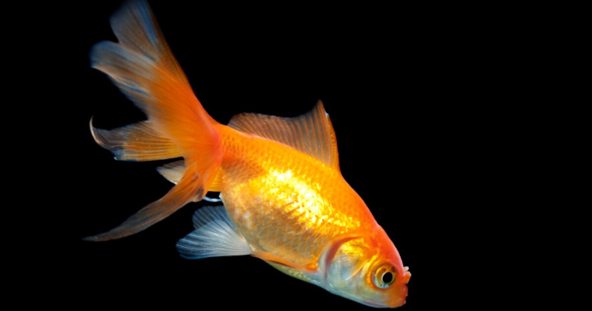 Les poissons rouges différencient la musique de Bach ou Stravinsky ...