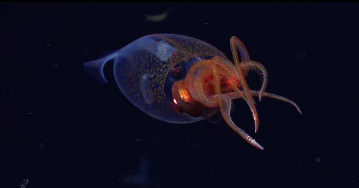 Un calmar colossal filmé pour la première fois dans son milieu naturel ...