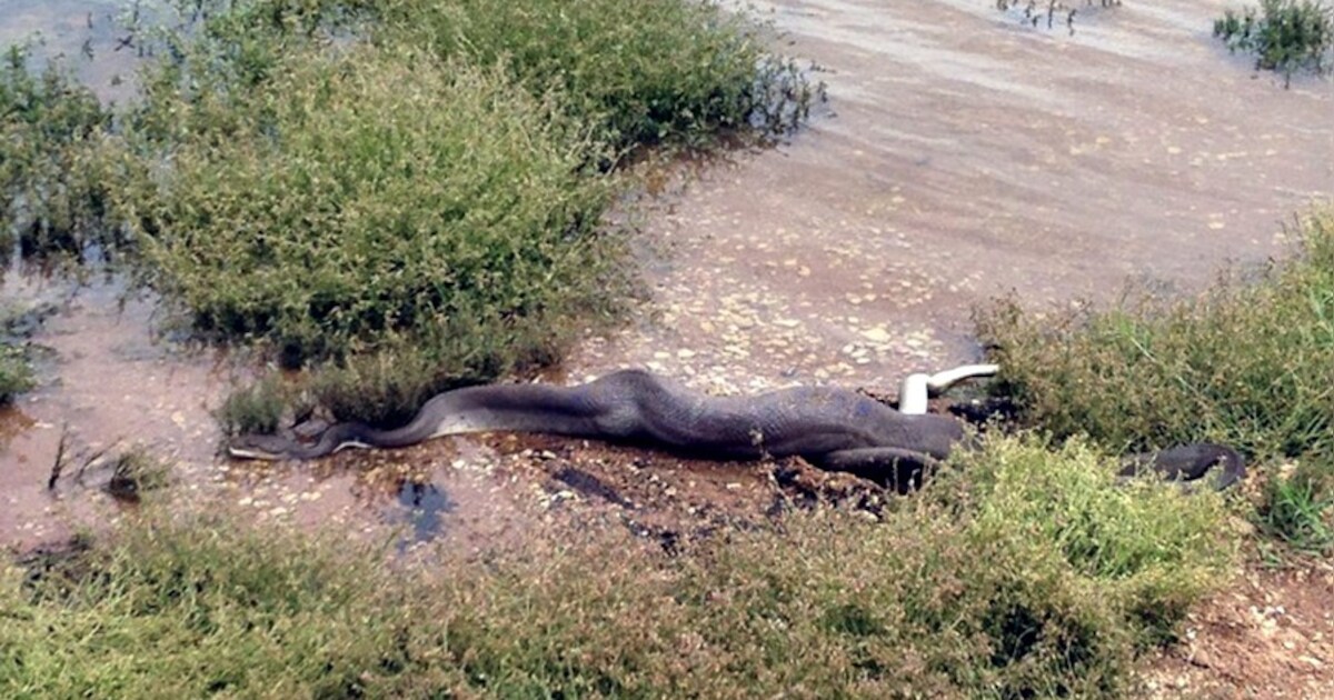 Un serpent avale un crocodile | 7sur7.be