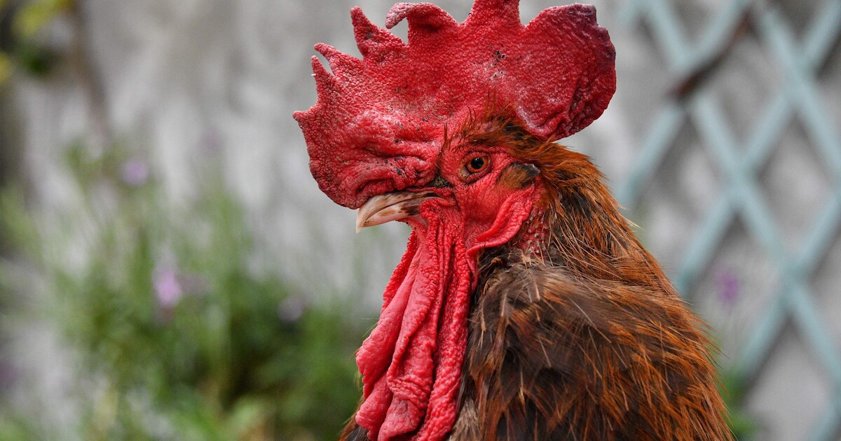 Le célèbre coq Maurice est mort: “C’était un symbole, un héros” | 7sur7.be