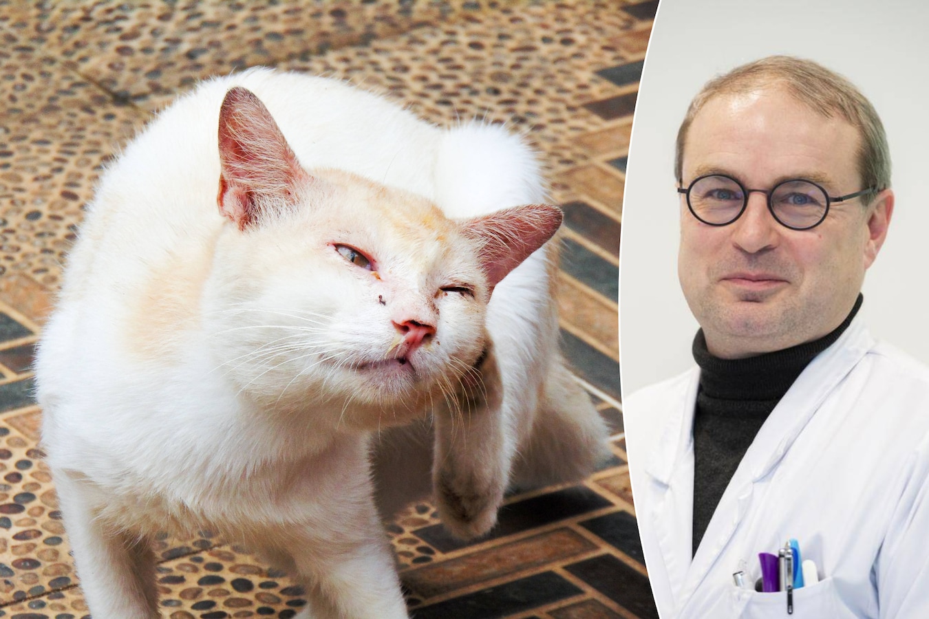 12% des chats infectés: qu’est-ce que la maladie des griffes du chat et ...