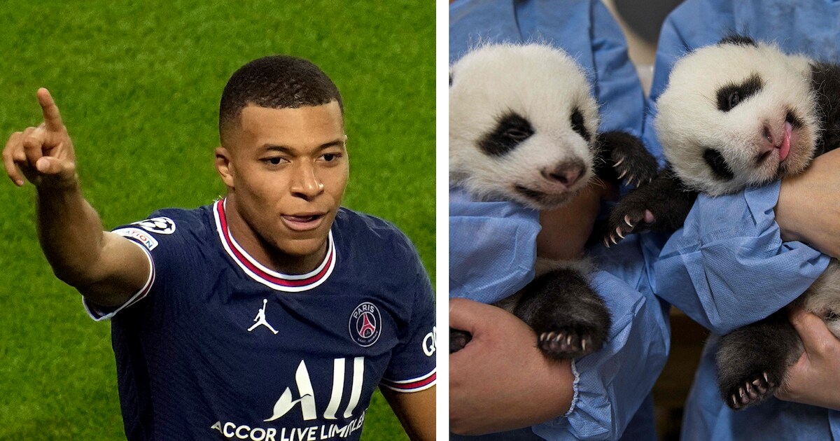 Kylian Mbappé parrain d'un des deux bébés pandas nés dans un zoo en ...