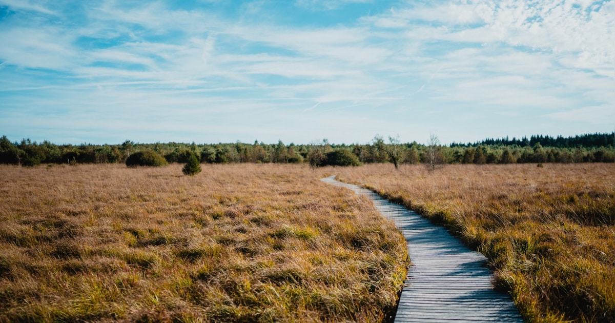 Le drapeau rouge hissé dans les Hautes Fagnes en raison du risque d ...