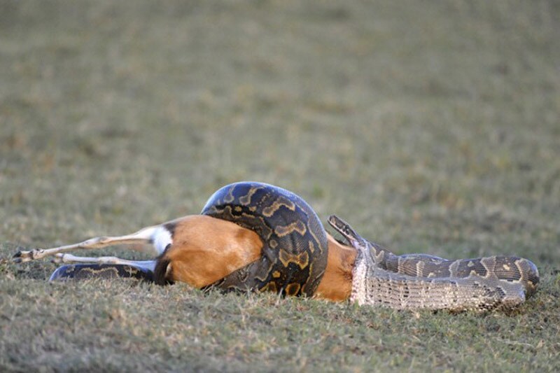 Une gazelle avalée par un python | Foto | 7sur7.be