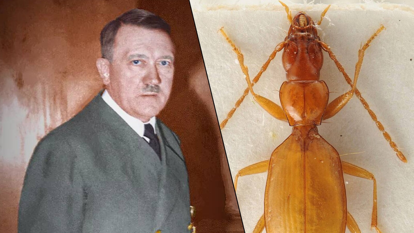 L’insecte nommé en l’honneur d’Adolf Hitler autorisé à conserver son ...