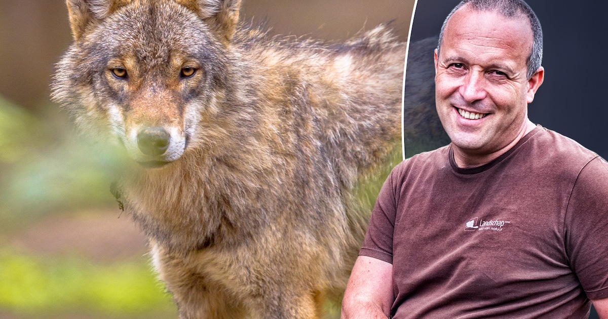 Pourquoi les attaques de loups contre des poneys se multiplient-elles ...